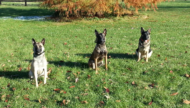 DOG TRAINING | CANINE UNLEASHED | LEXINGTON | KENTUCKY