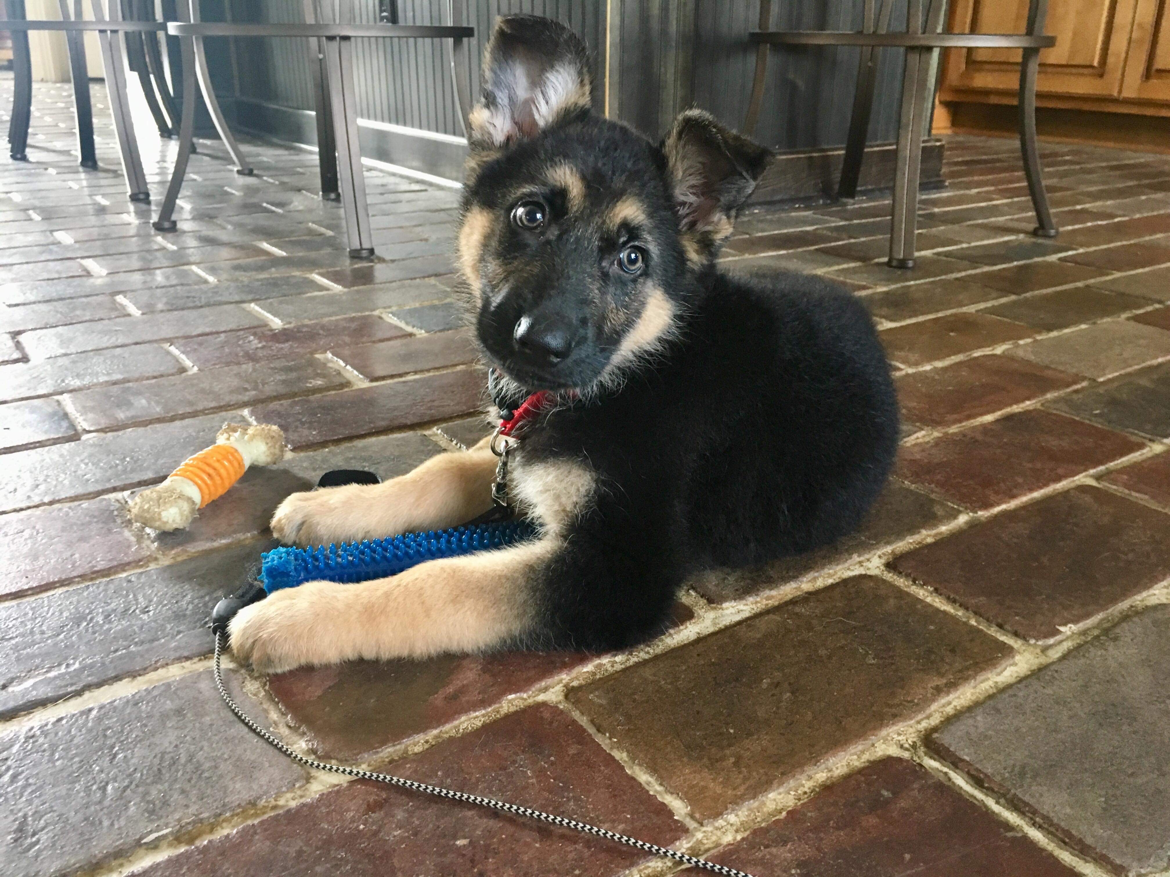 DOG TRAINING | CANINE UNLEASHED | LEXINGTON | KENTUCKY