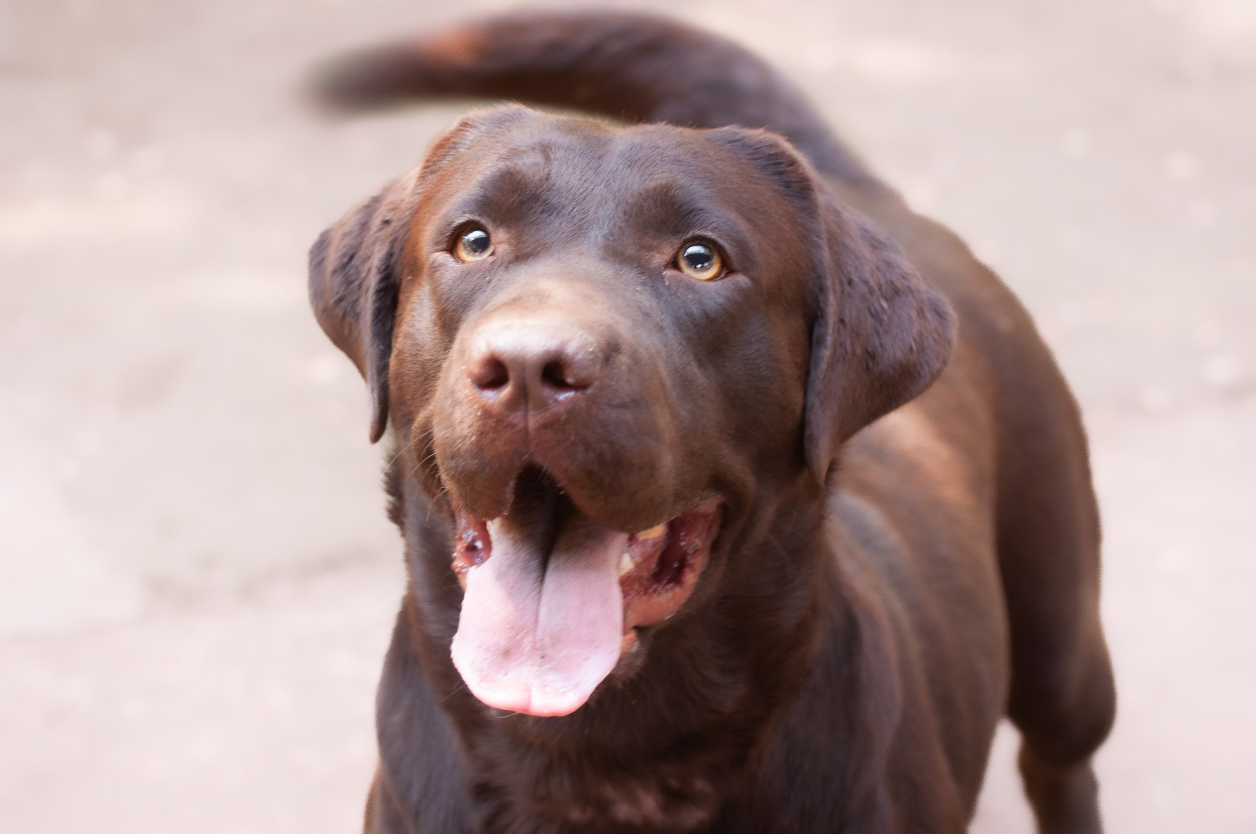 Fresno Lab Breeder | Whiskey River Labs | Dams