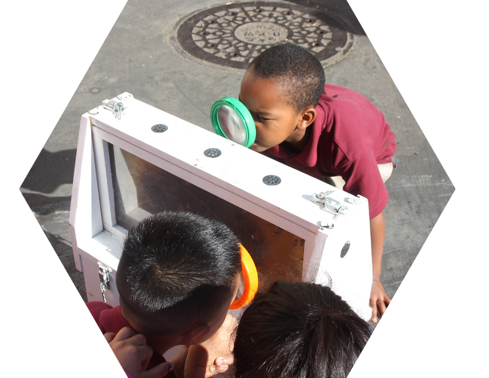 Changing the World One Bee & One Mind at a Time | Planet Bee Foundation