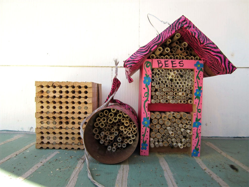 Citizen Science Program | Planet Bee