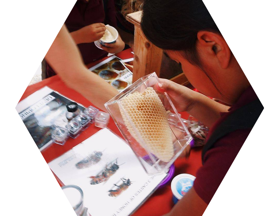 STEM Programs, Corporate Team Building, Beekeeping Resources | Planet ...