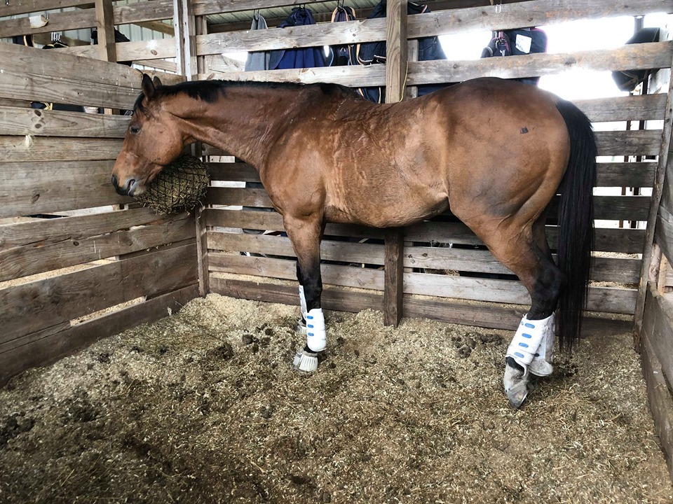 Available Horses | Royal Fox Stables