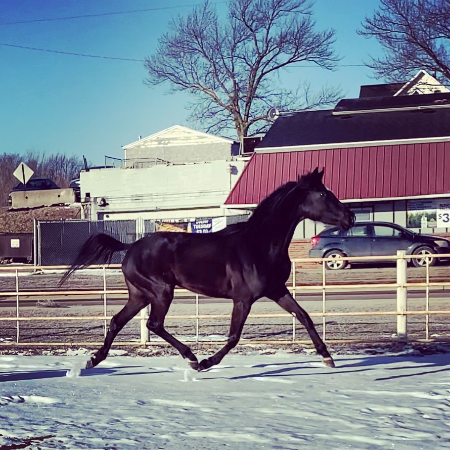 Available Horses | Royal Fox Stables