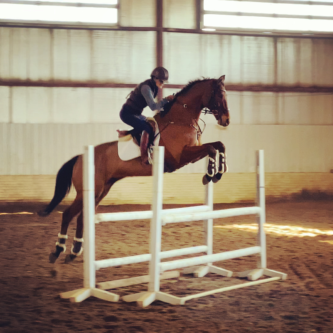 Available Horses | Royal Fox Stables