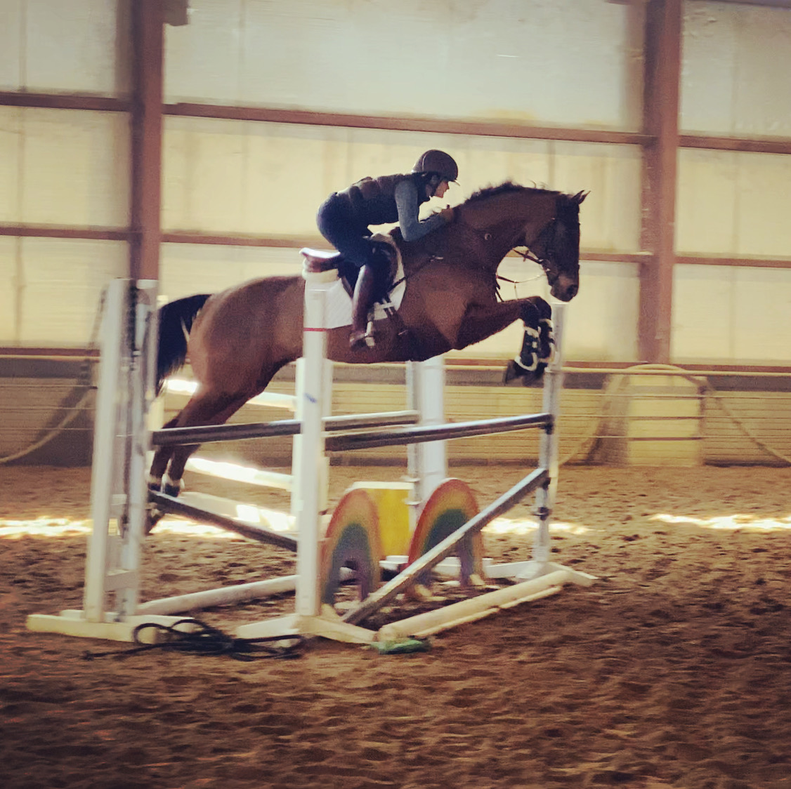 Available Horses | Royal Fox Stables