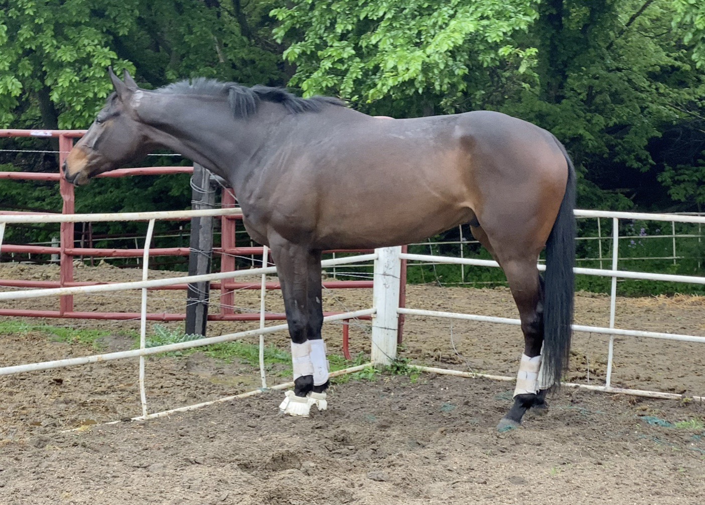 Available Horses | Royal Fox Stables