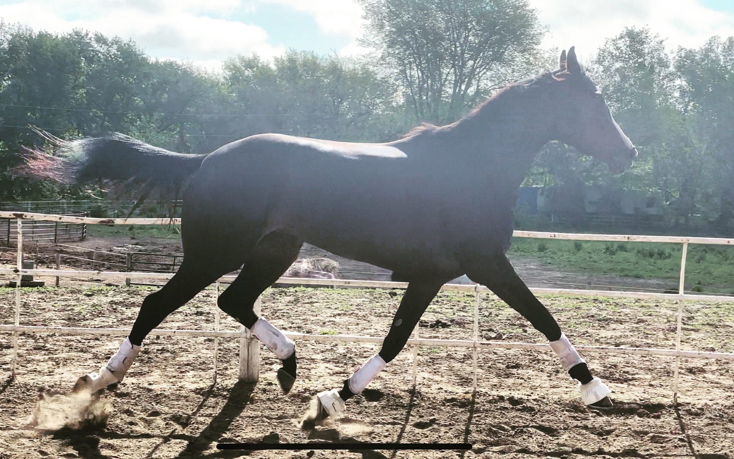 Available Horses | Royal Fox Stables