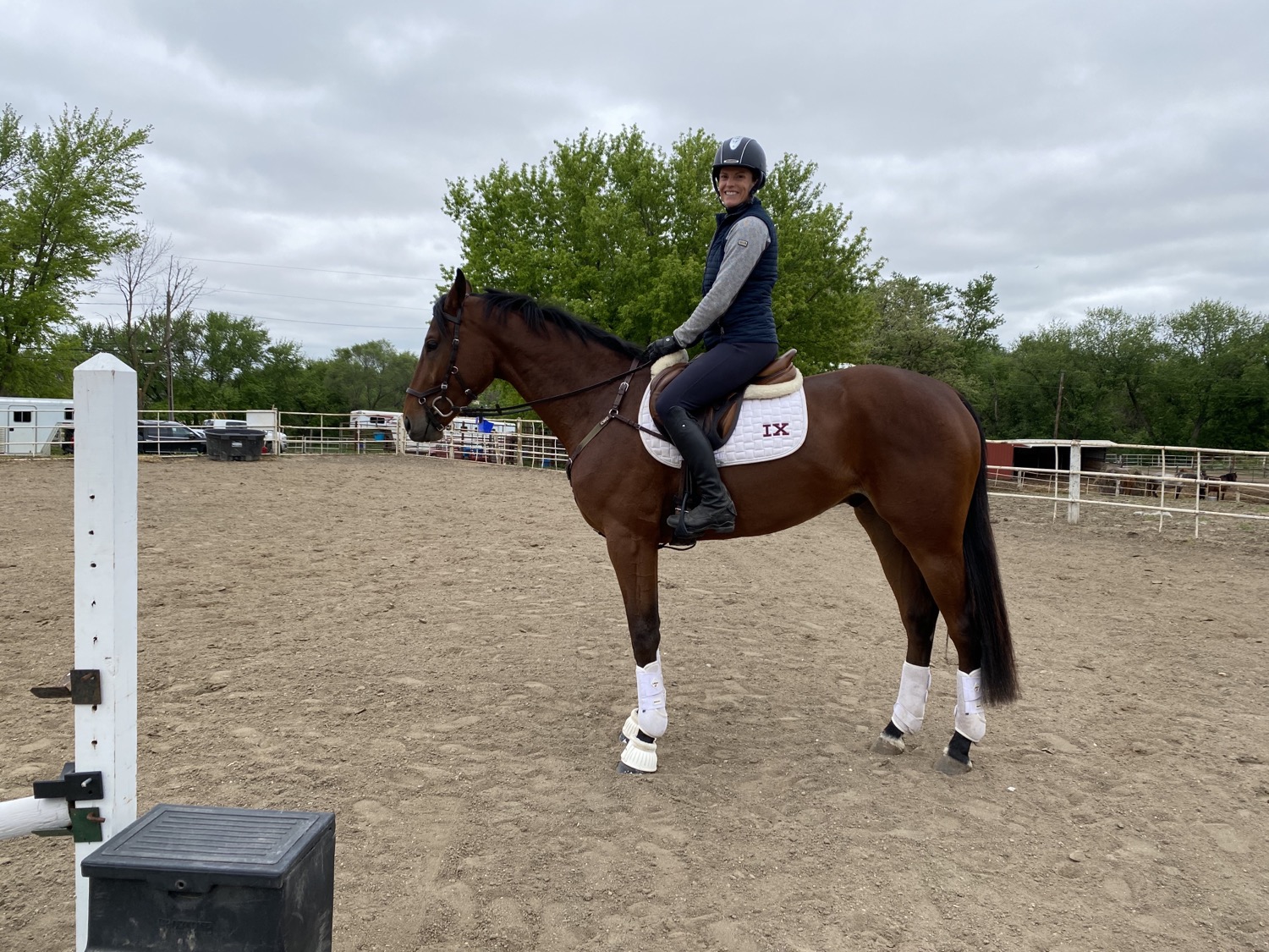 Available Horses | Royal Fox Stables