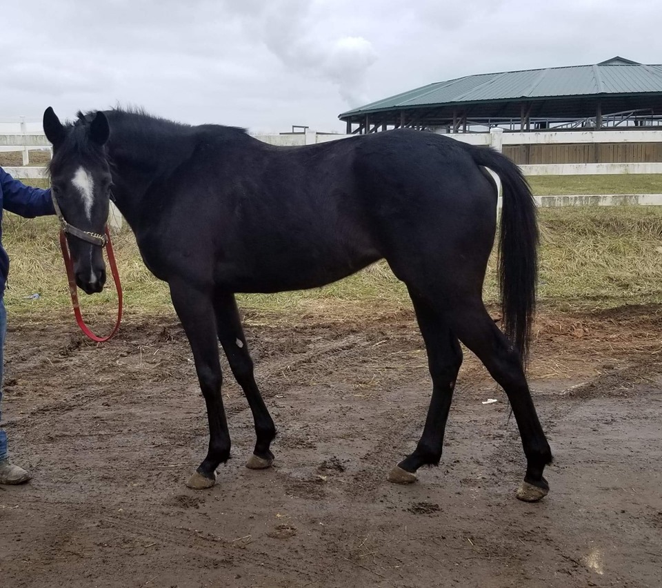 Available Horses | Royal Fox Stables