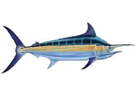 Seafood | CapitalCorp