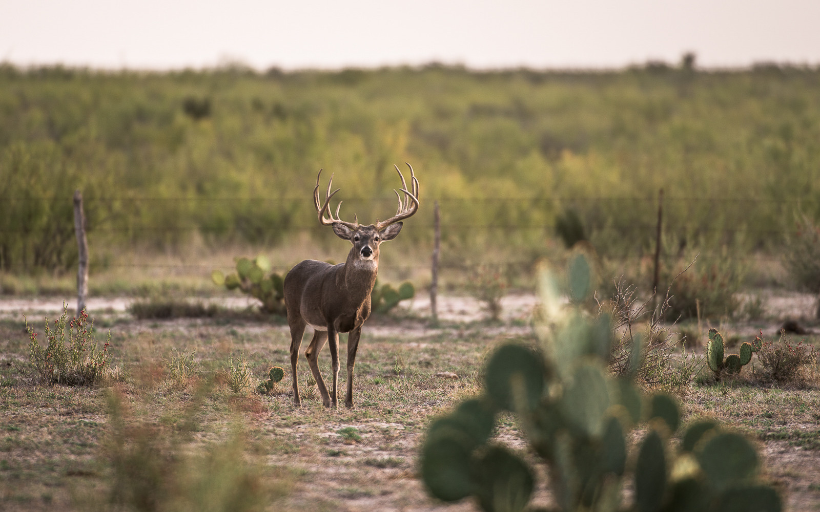 Old Mexico Ranches | Find your dream ranch