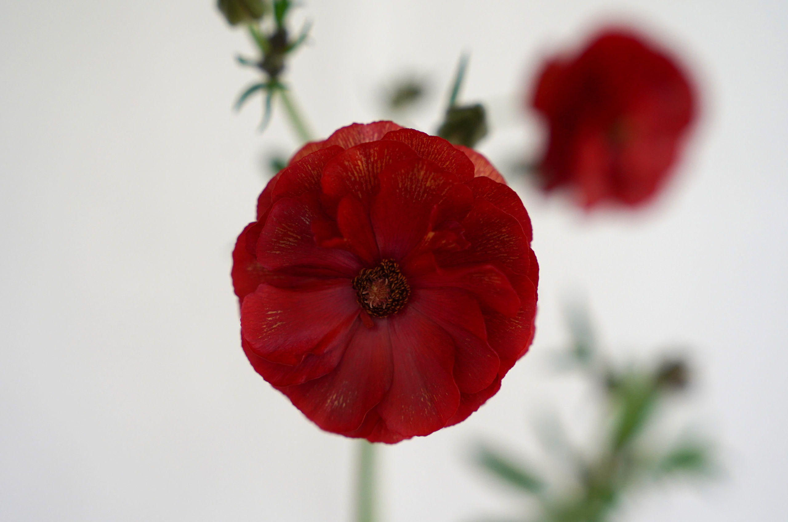 ranunculus-butterfly