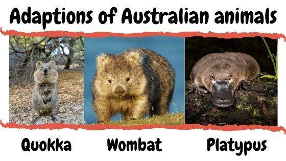 Adaptions of Australian animals