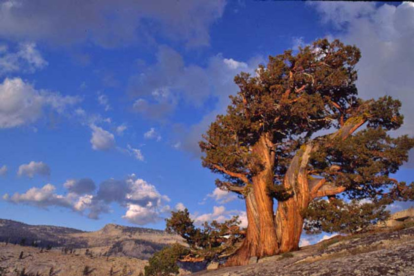 The Juniper Tree