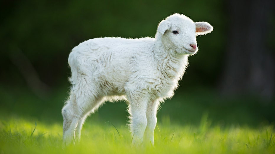 The Bummer Lamb
