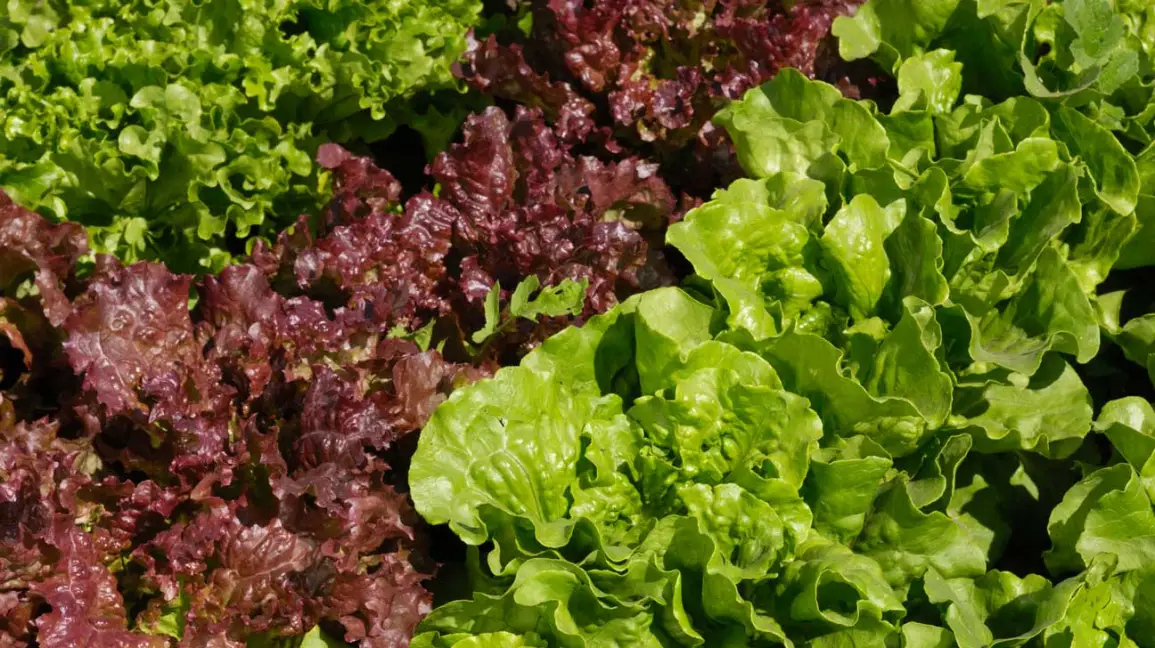 Mixed Salad Bowl Lettuce | barerootsnursery