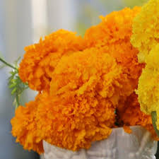 Marigold, African Marigold Coco Gold | barerootsnursery