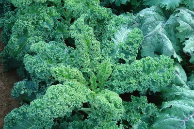 Kale, Winterbor | barerootsnursery
