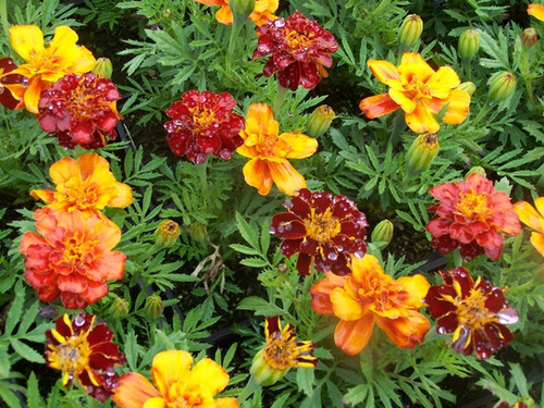 Marigold, Durango Mix | barerootsnursery