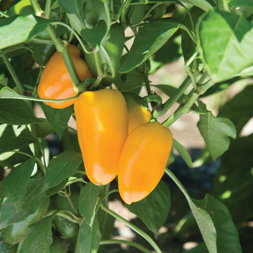 Lunchbox Pepper | barerootsnursery