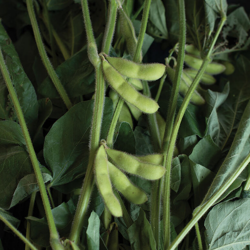 Edamame | barerootsnursery
