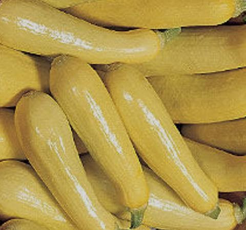 Summer Squash | barerootsnursery