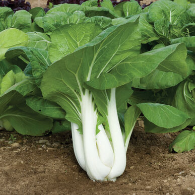 Pac Choi (Bok Choy) | barerootsnursery