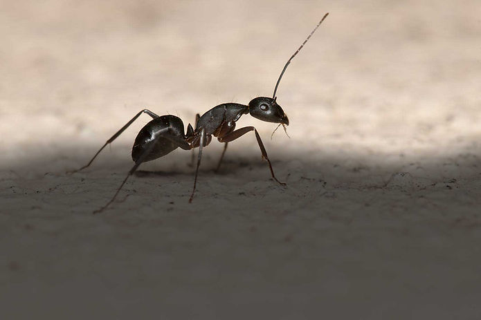 Mountain Pest Control | About Us