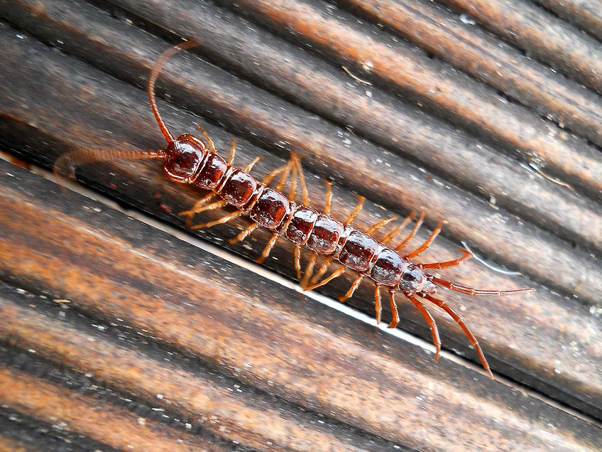 Pest Control Hamilton| Burlington | Haldimand | Mountain Pest Control