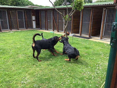 Rottweiler Home | Dog Hotel in Spalding
