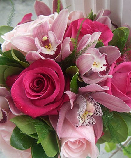 Rosas fiusha - Imagui