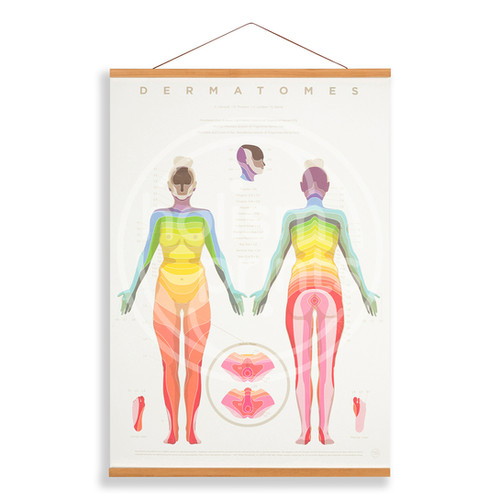 Dermatome Map 25" x 36" | Holism Prints
