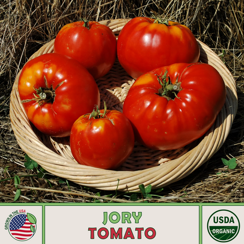 Jory Tomato | Sola Seed Company