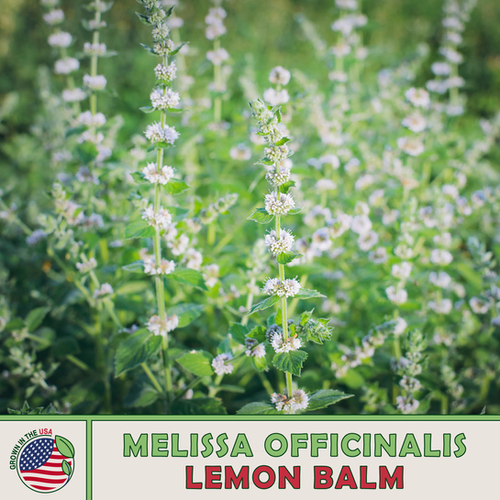 Lemon Balm | Sola Seed Company