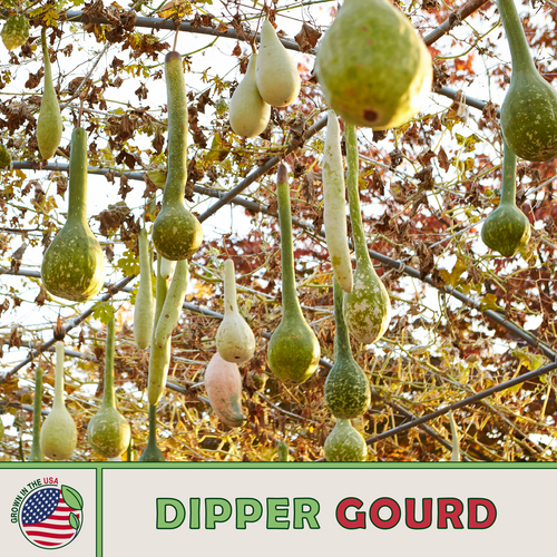 Dipper Gourd | Sola Seed Company