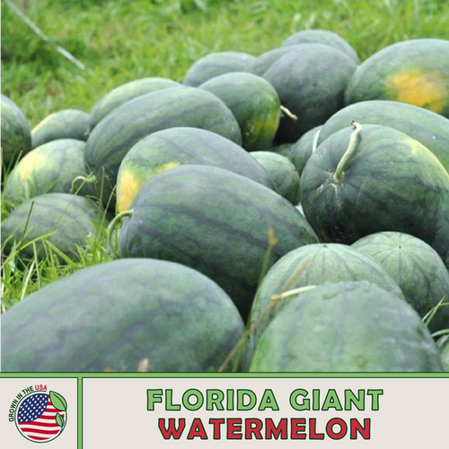 Florida Giant Watermelon | Sola Seed Company