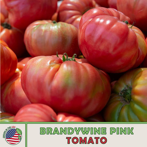 Brandywine Pink Tomato | Sola Seed Company
