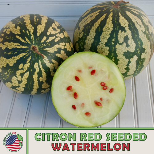 Citron Red Seeded Watermelon | Sola Seed Company