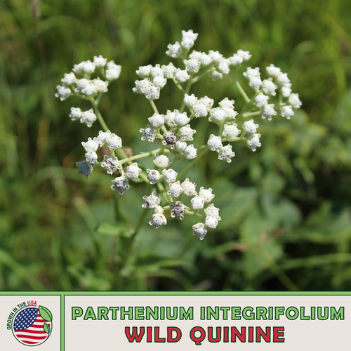 Wild Quinine | Sola Seed Company