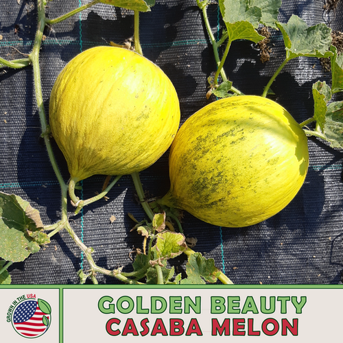 Golden Beauty Casaba Melon | Sola Seed Company