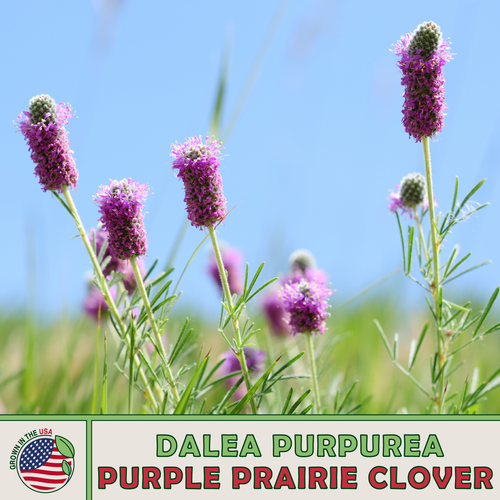 Purple Prairie Clover | Sola Seed Company