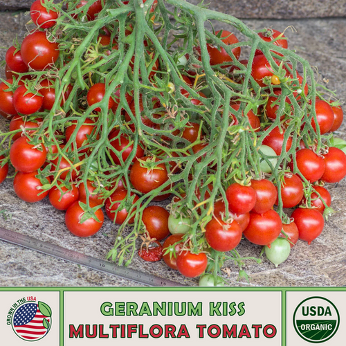 Geranium Kiss Multiflora Tomato | Sola Seed Company