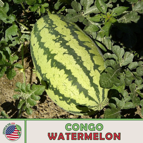 Congo Watermelon | Sola Seed Company