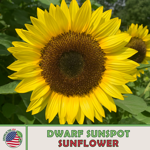 Dwarf Sunspot Sunflower | Sola Seed Company