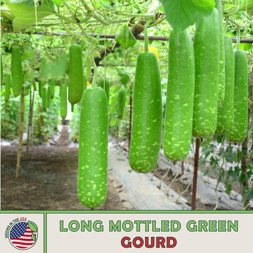 Long Mottled Green Gourd | Sola Seed Company