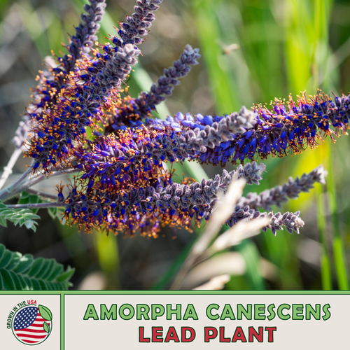 Lead Plant | Sola Seed Company