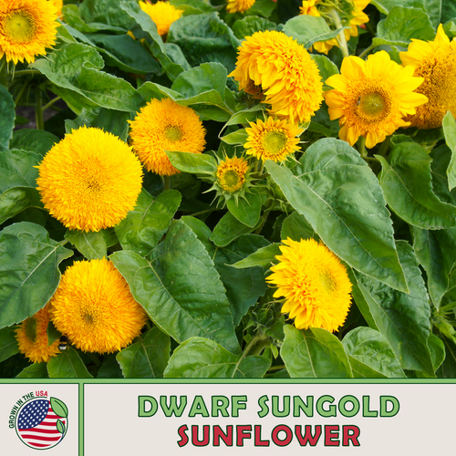 Dwarf Sungold / Teddy Bear Sunflower | Sola Seed Company