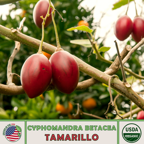 Tamarillo Tomato Tree | Sola Seed Company