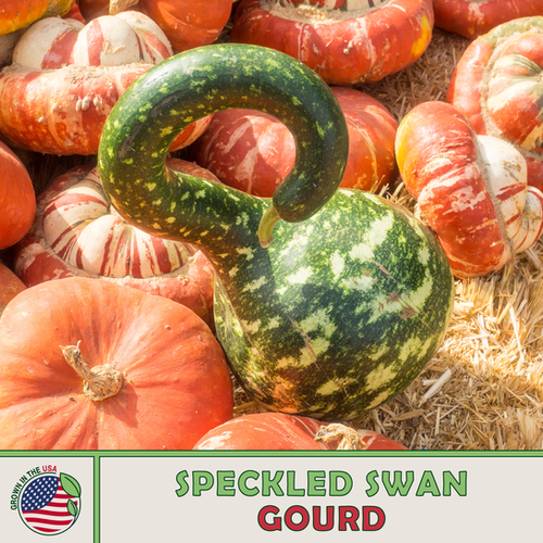 Speckled Swan Gourd | Sola Seed Company